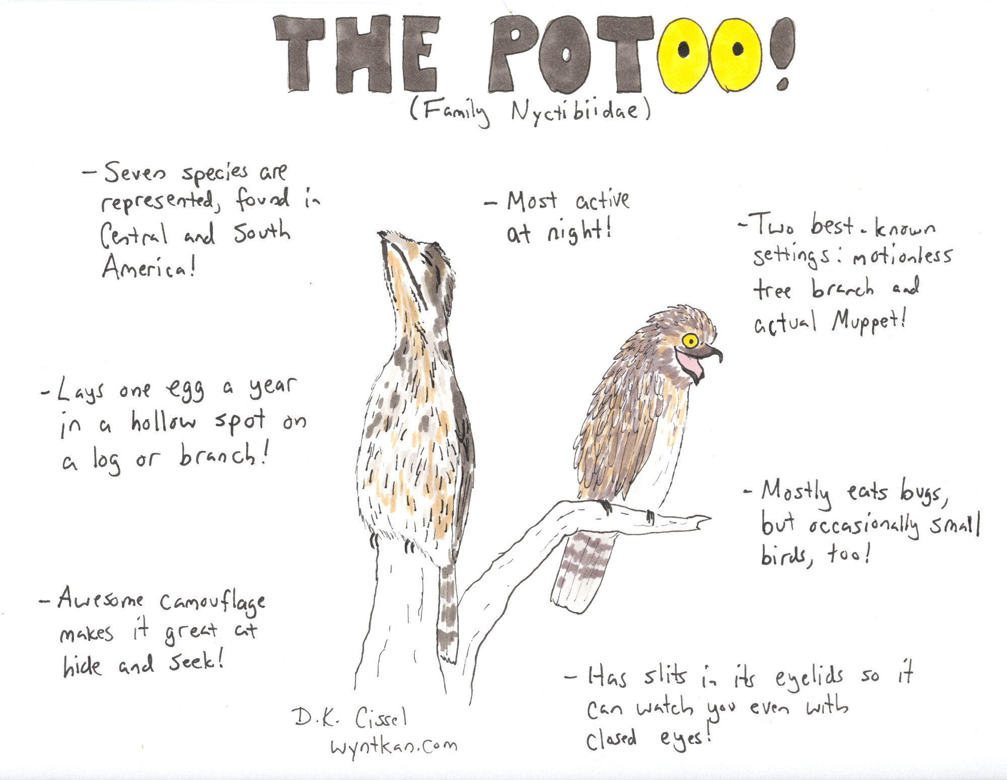 The Potoo!!