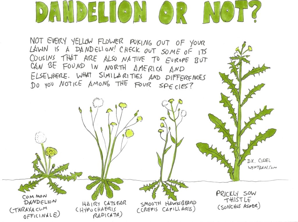Dandelion Or Not?